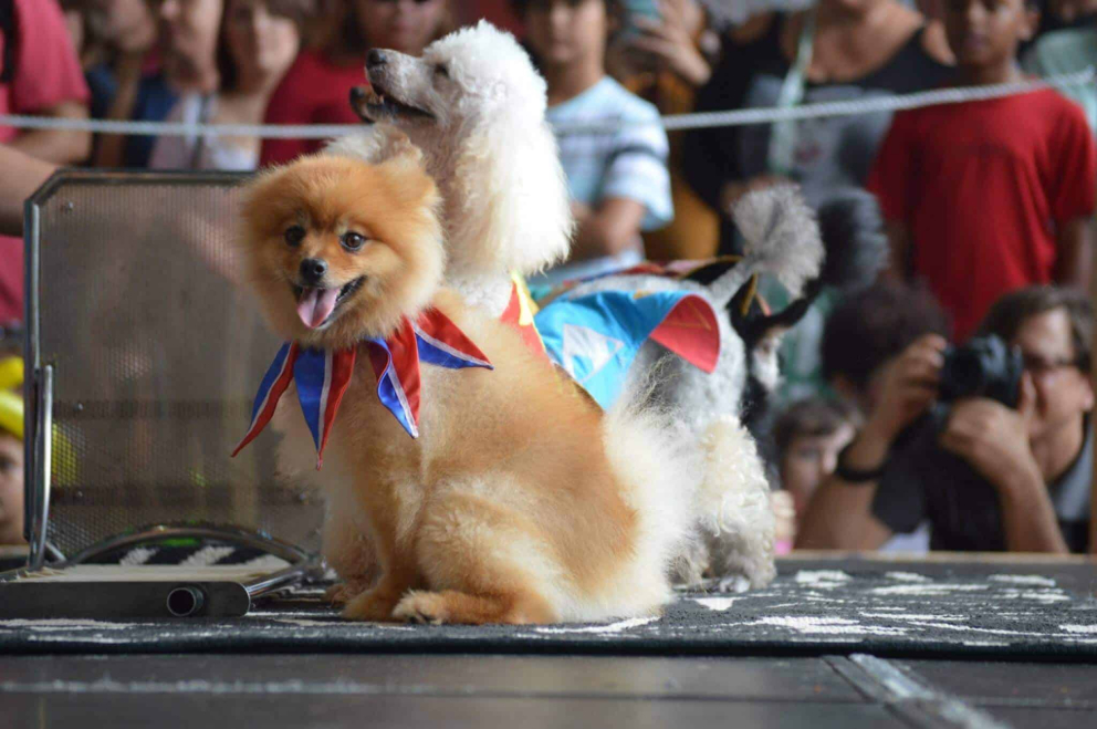 Dog show for kids birthday parties and events in Florida - Menestrelli